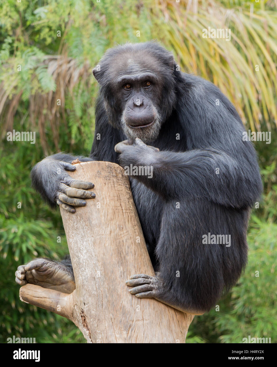 Thinking ape hi-res stock photography and images - Alamy