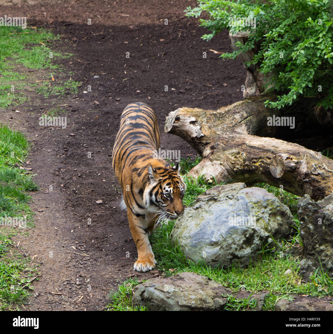 Prowling tiger hi-res stock photography and images - Alamy