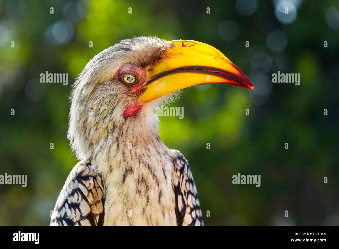 Southern Yellow-billed hornbill, Kruger National Park, South Africa ...