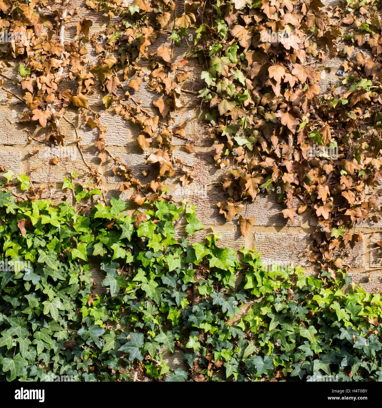 Limiting the growth of creeping ivy with cut off vines and leaves turns ...