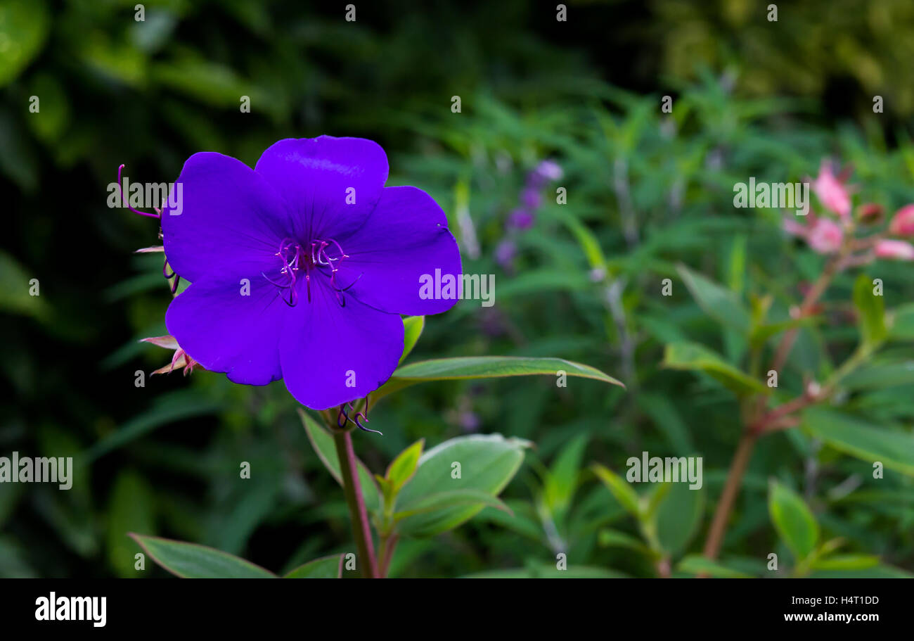 Brazilian glory bush purple princess flower Tibouchina Urvilleana Stock ...