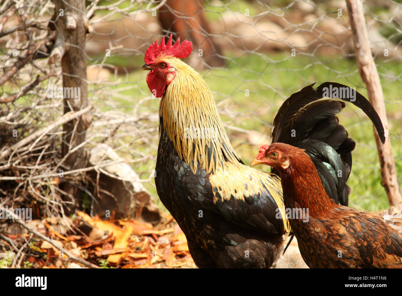 Rooster and chicken Stock Photo - Alamy