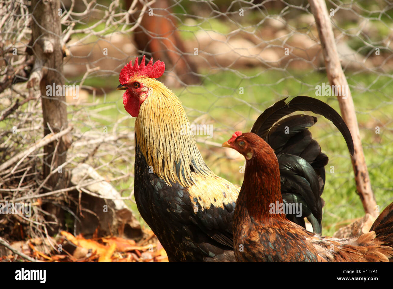 rooster and chicken Stock Photo - Alamy
