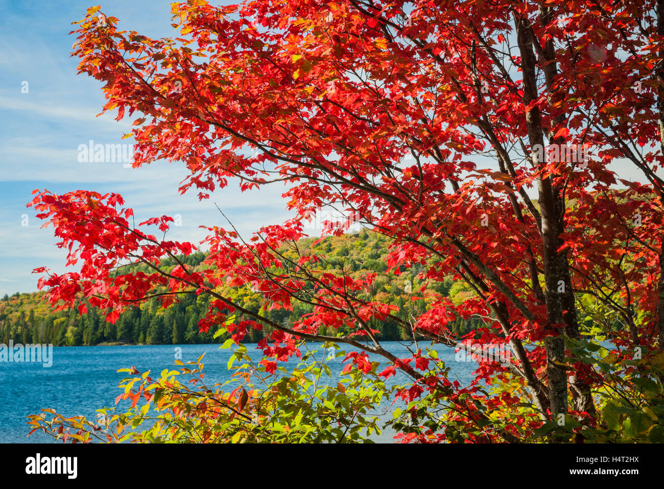 Fall maple tree with red autumn foliage on calm blue lake shore in ...