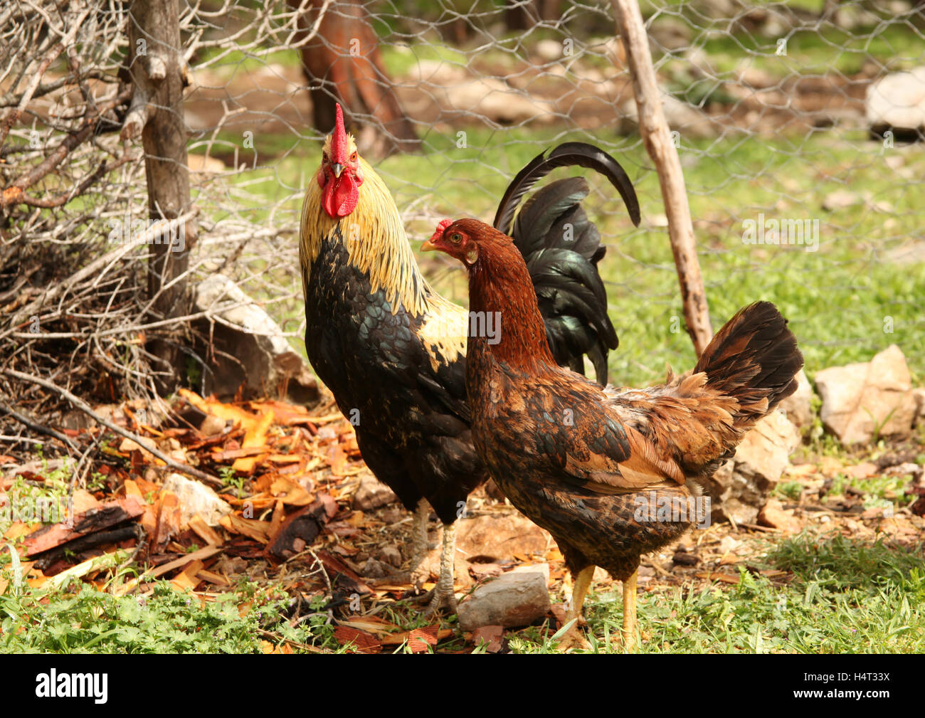 Rooster and chicken Stock Photo - Alamy