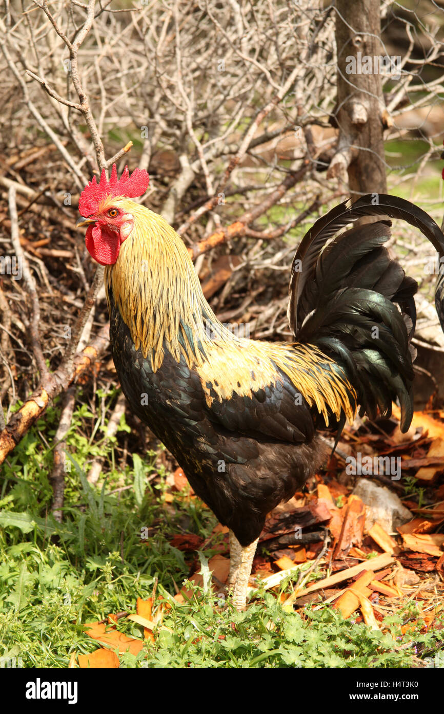 Multi colored rooster hi-res stock photography and images - Alamy