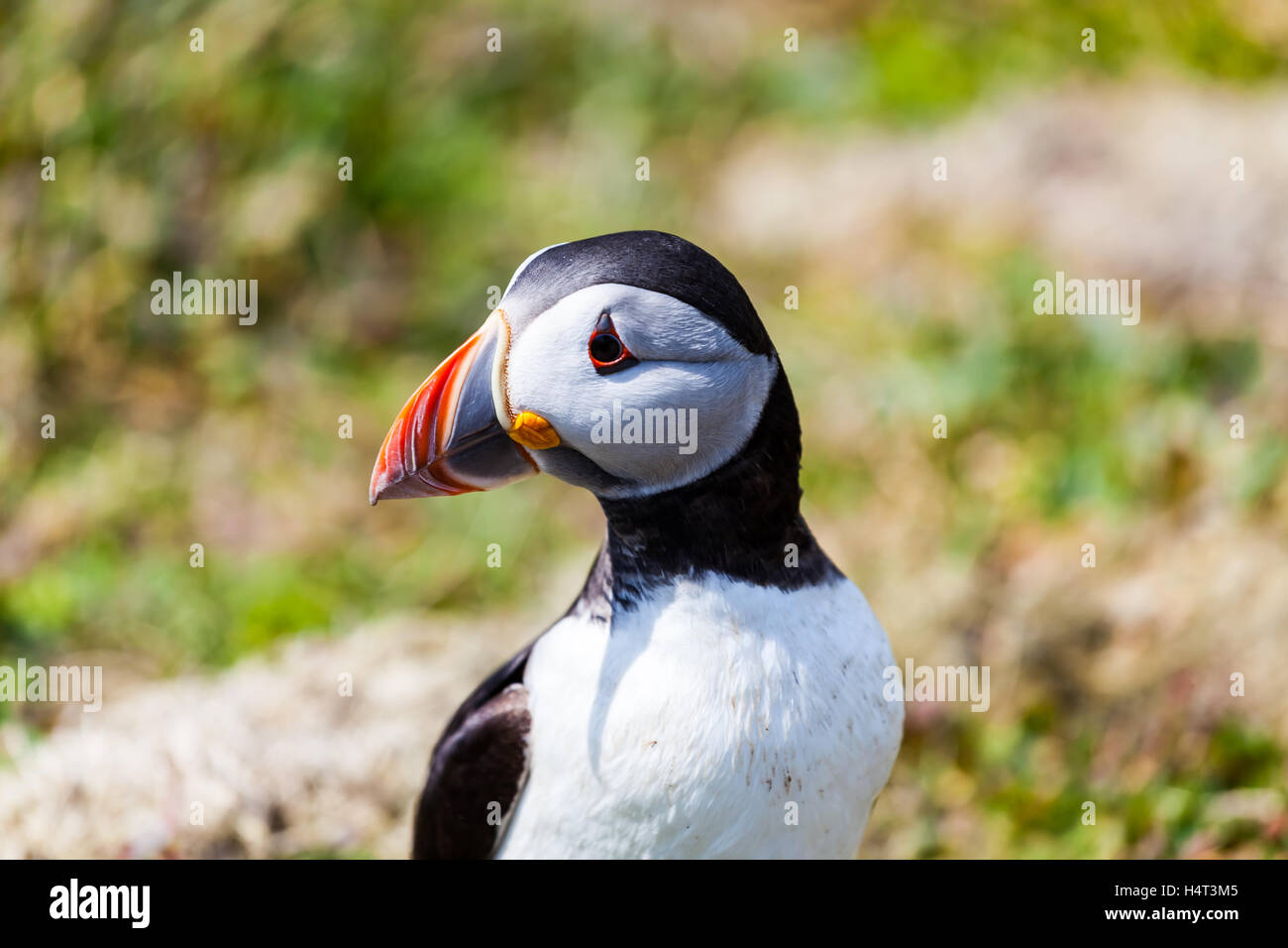 Puffin Skomer Island Stock Photo - Alamy