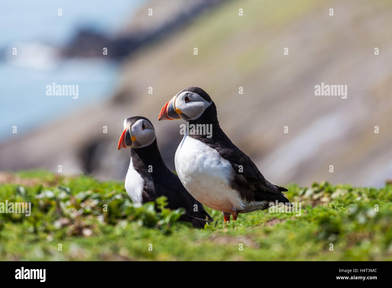 Puffin Skomer Island Stock Photo - Alamy