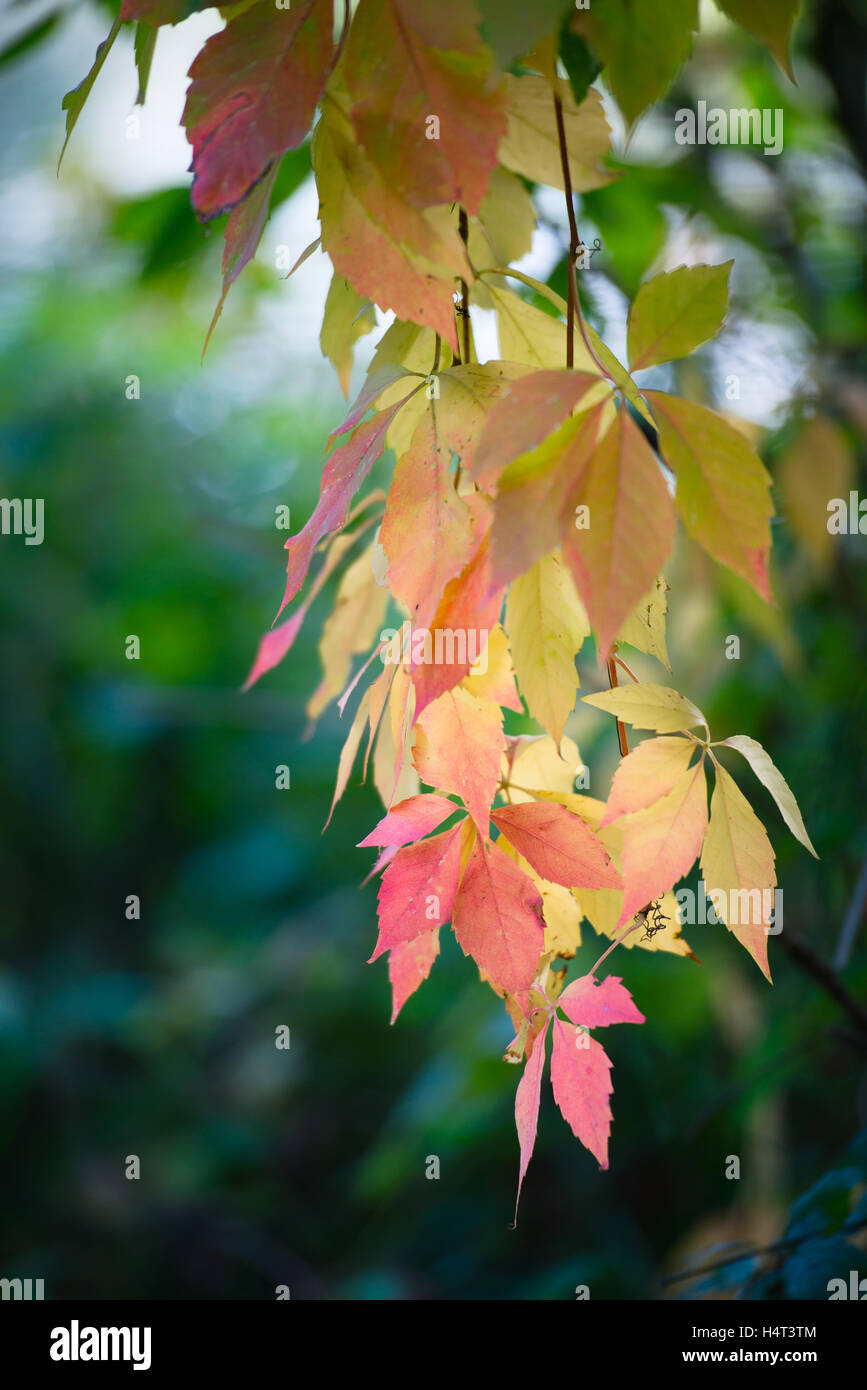 Autumn leaves hanging from branch Stock Photo - Alamy