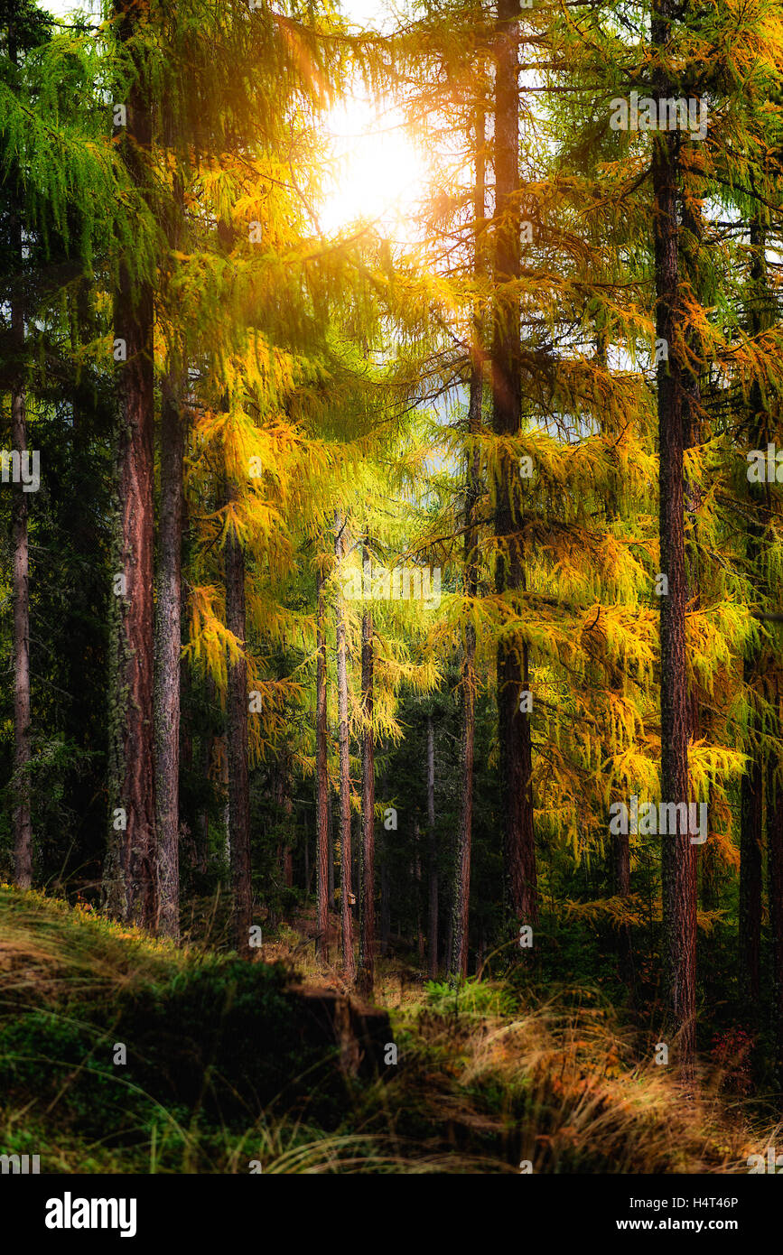 Autumn sun in the forest Stock Photo - Alamy