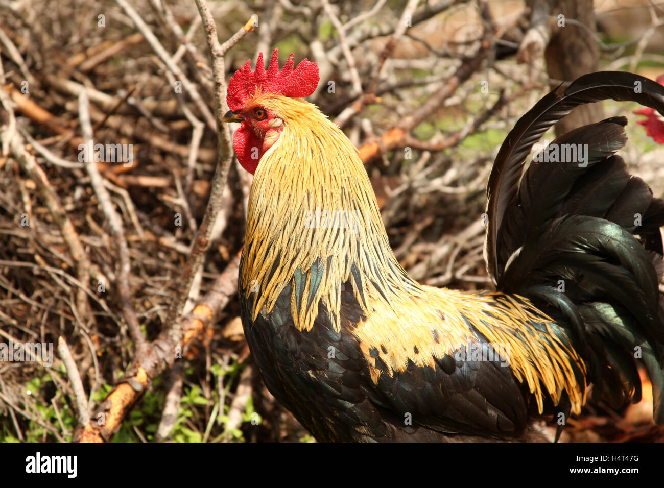 Vibrant colored rooster hi-res stock photography and images - Alamy
