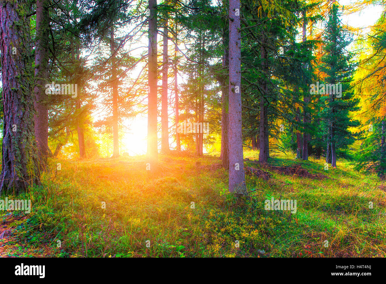 Autumn sun in the forest Stock Photo - Alamy