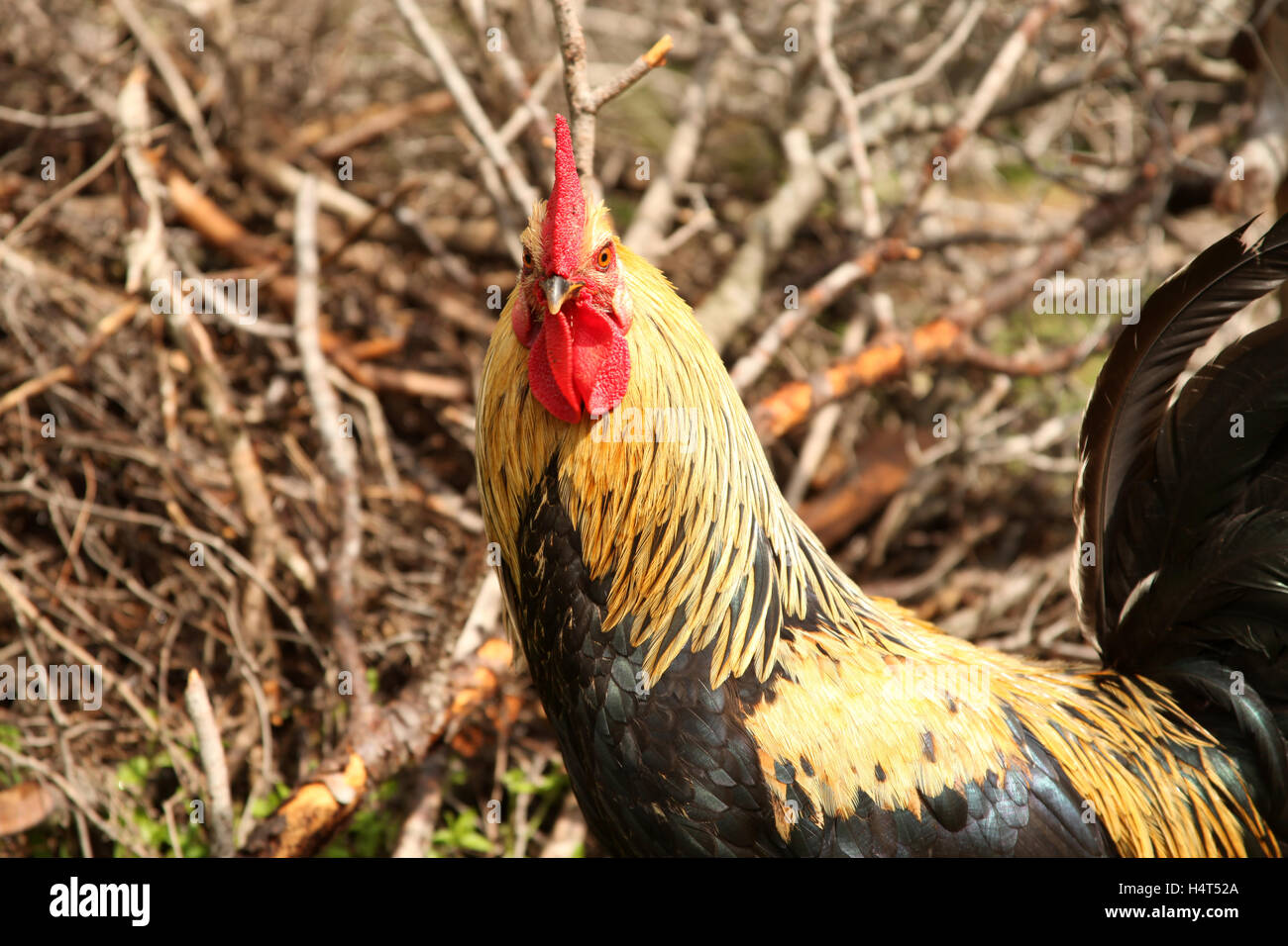 Rooster crowing morning hi-res stock photography and images - Alamy