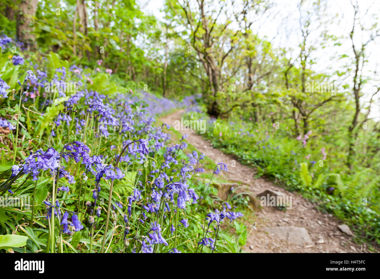 Bluebells in the Woods Stock Photo - Alamy
