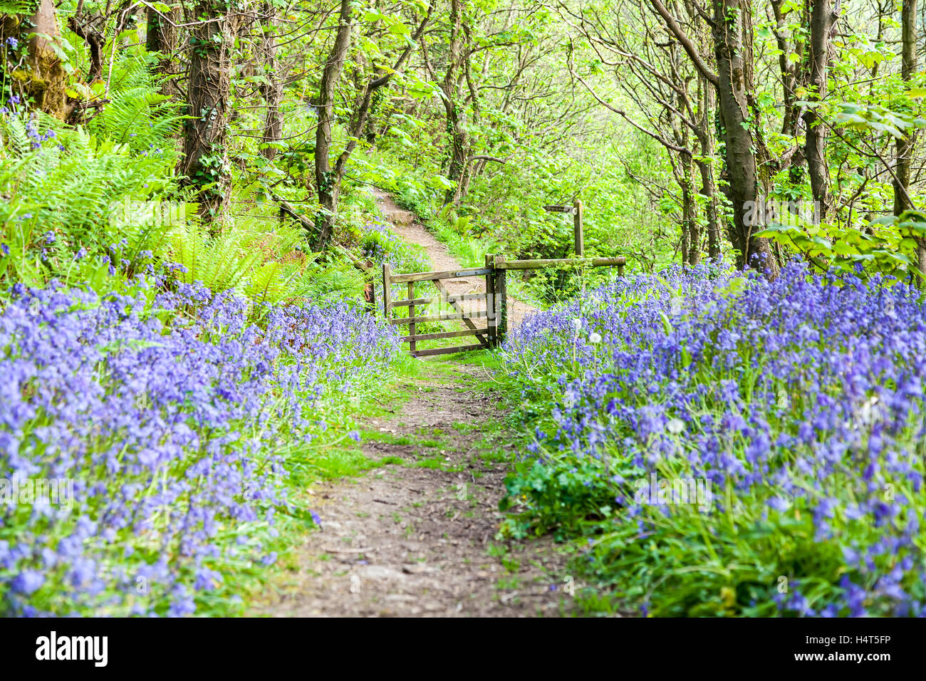 Bluebells in the Woods Stock Photo - Alamy