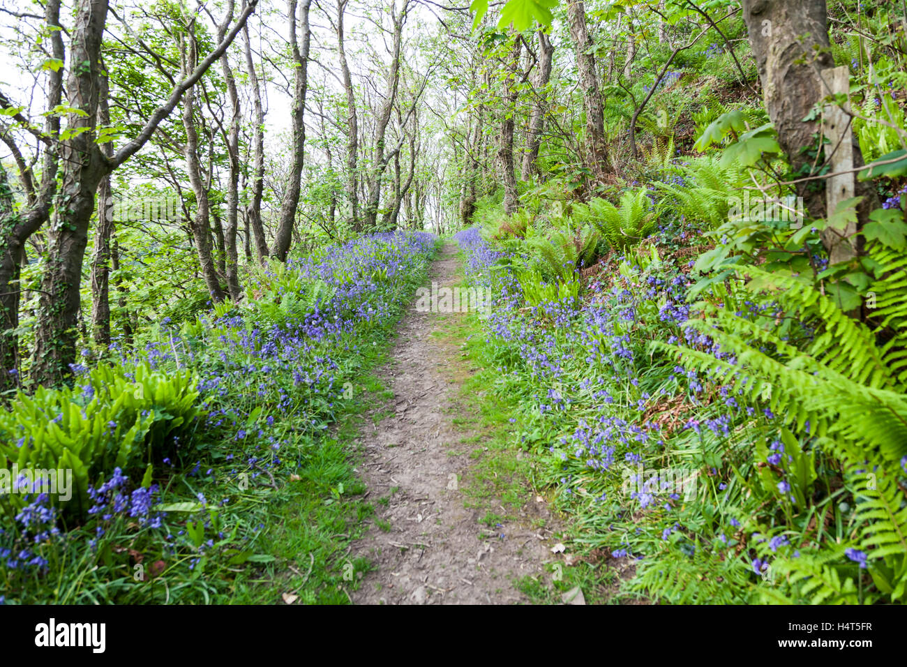 Bluebells in the Woods Stock Photo - Alamy