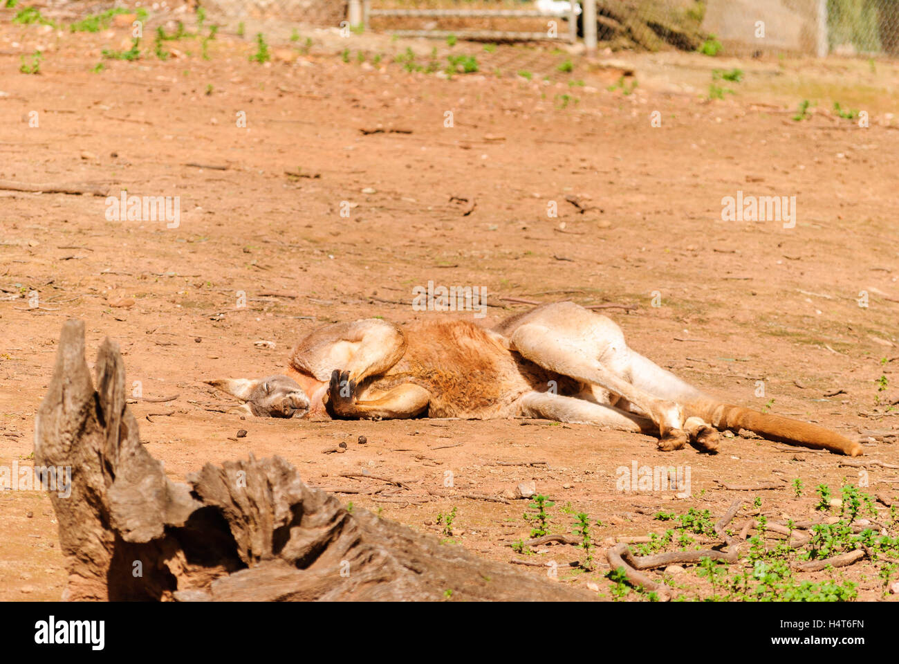 a large kangaroo laying on the ground in the sun sleeping Stock Photo ...