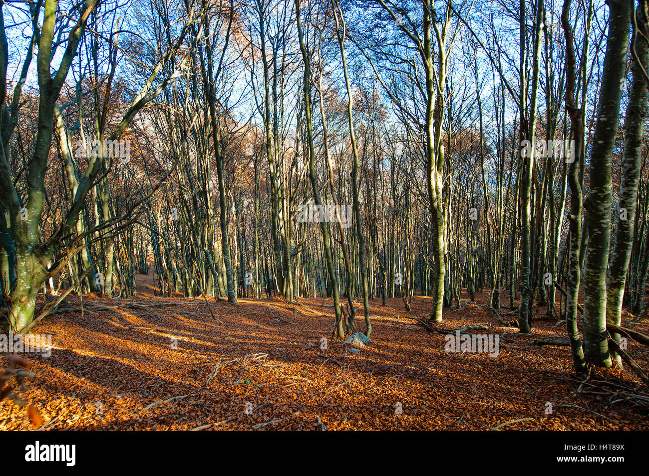 Beech forest in fall Stock Photo - Alamy