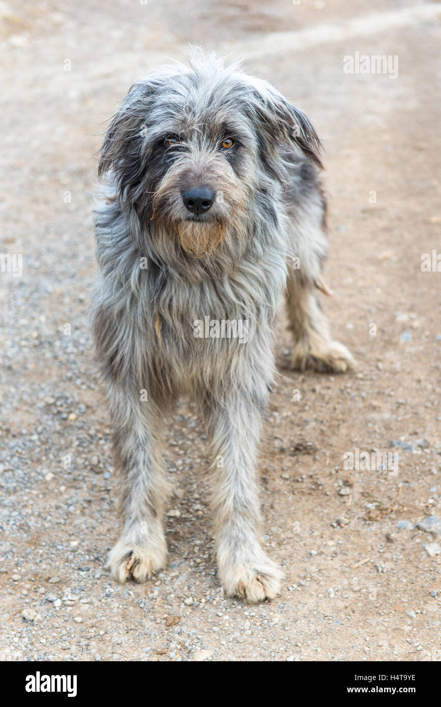 Bergamasco sheepdog hi-res stock photography and images - Alamy