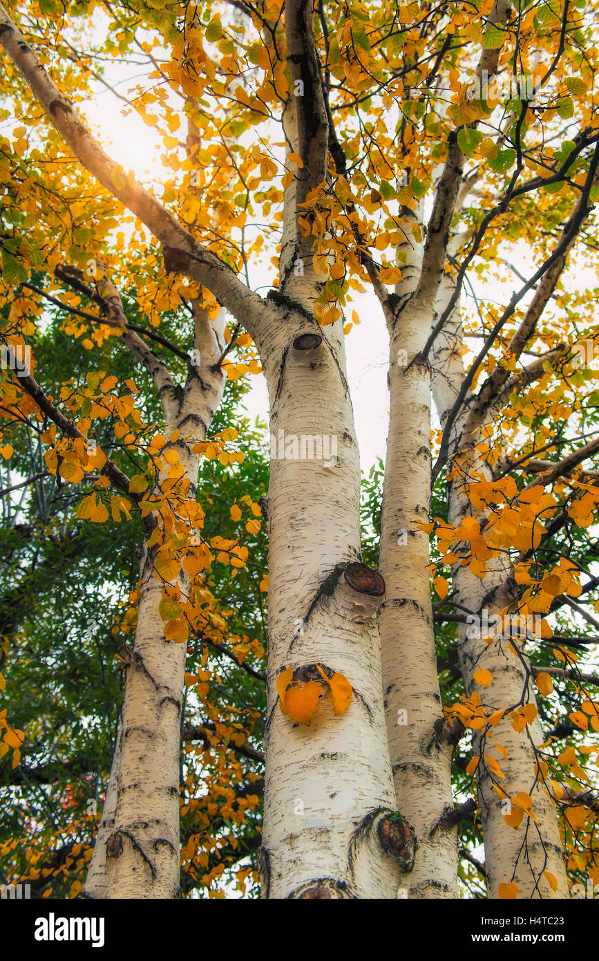 birch trees in autumn Stock Photo - Alamy