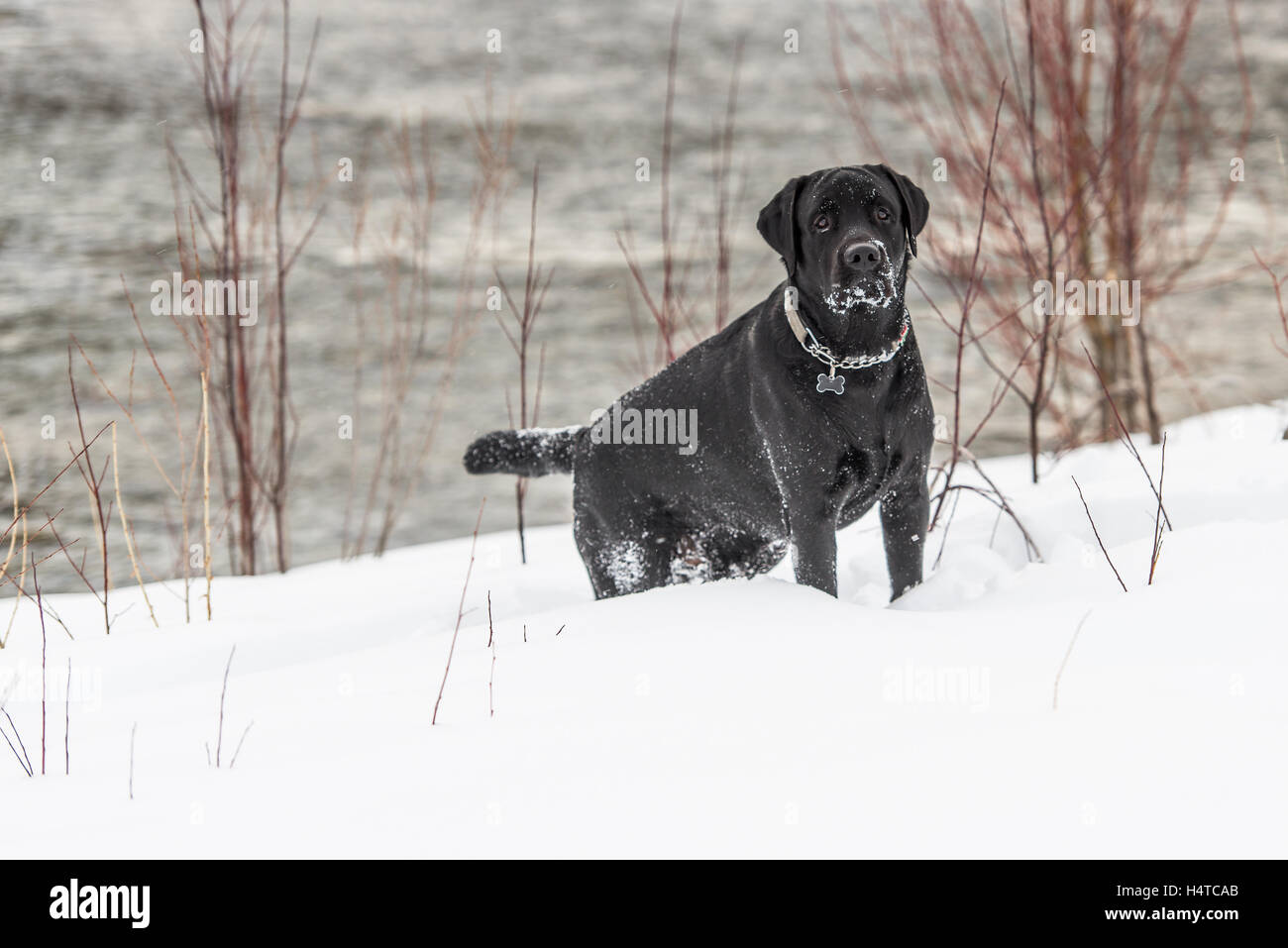 Black labrador in the snow Stock Photo - Alamy
