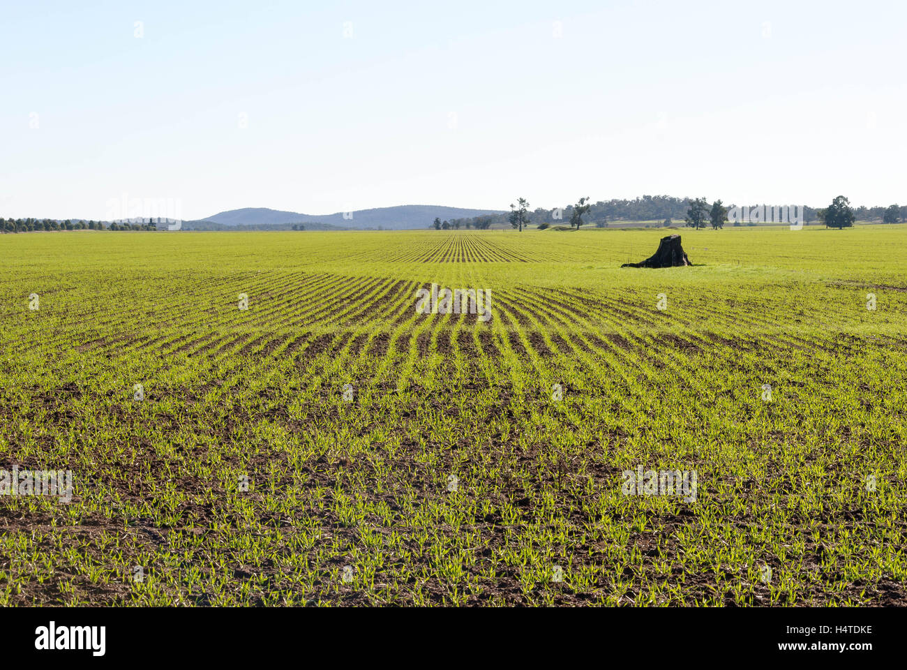 rows of young cereal crop growing in rural paddock with blue sky Stock ...