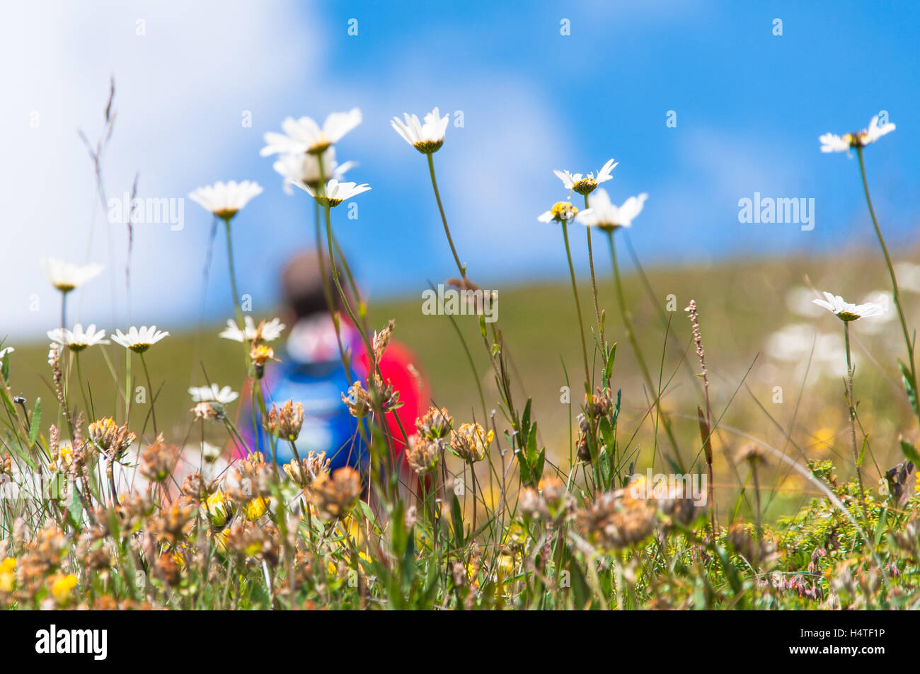 Blurred person behind flowers in a meadow while ago excursion into ...