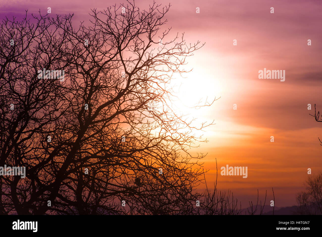 Branches of tree in a colorful sky orange sunset Stock Photo - Alamy