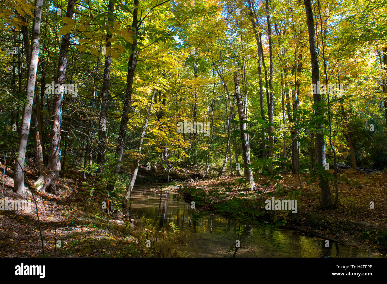 A stream winding through an autumn forest Stock Photo - Alamy