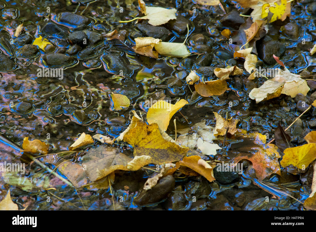 Reflections of autumn in a forest pond Stock Photo - Alamy