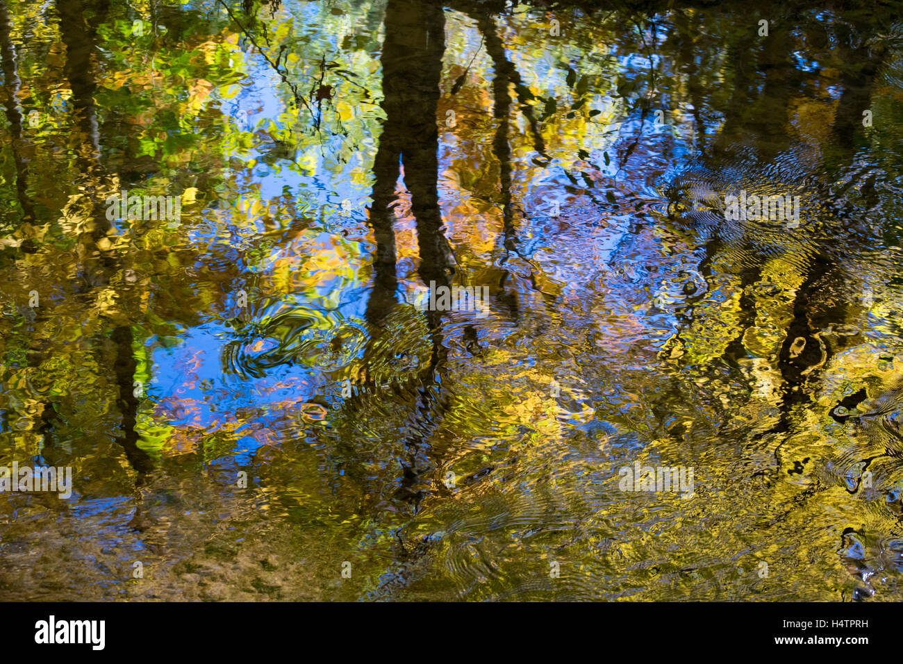 Reflections of autumn in a forest pond Stock Photo - Alamy