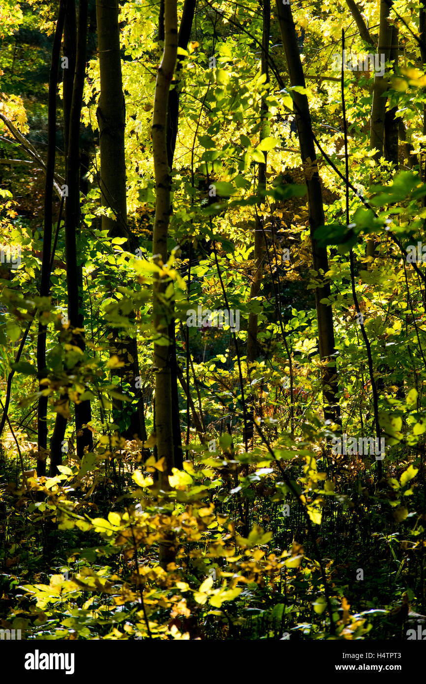 Sunlight striking autumn leaves Stock Photo - Alamy