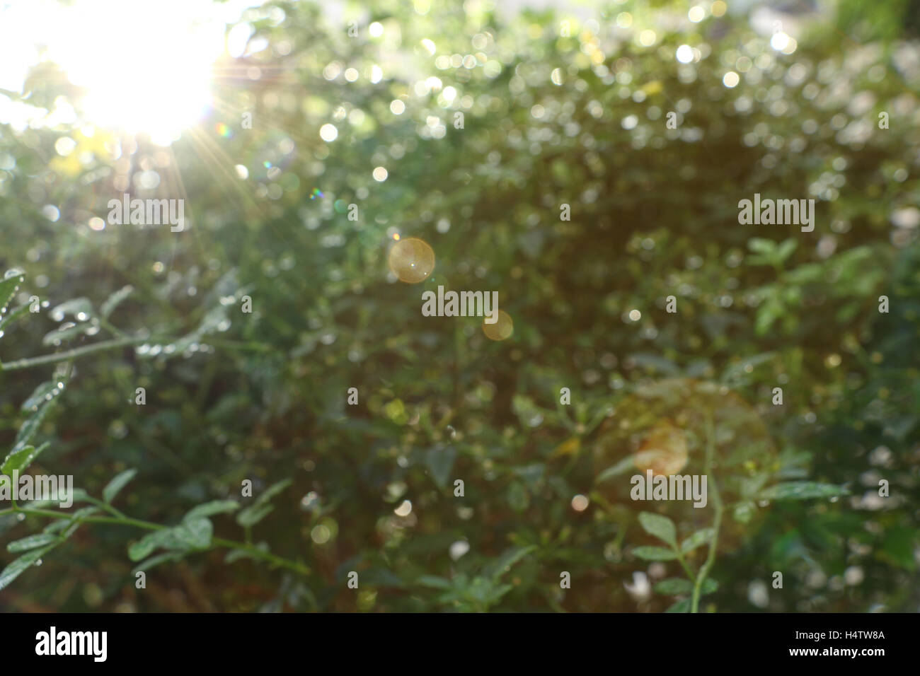 green abstract and sunshine Stock Photo - Alamy