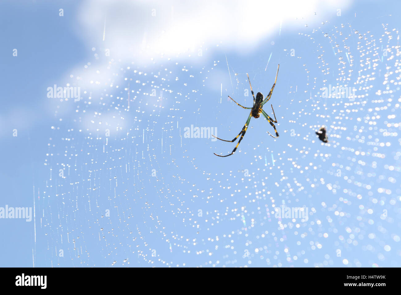 dew drop spider net abstract #2 Stock Photo - Alamy