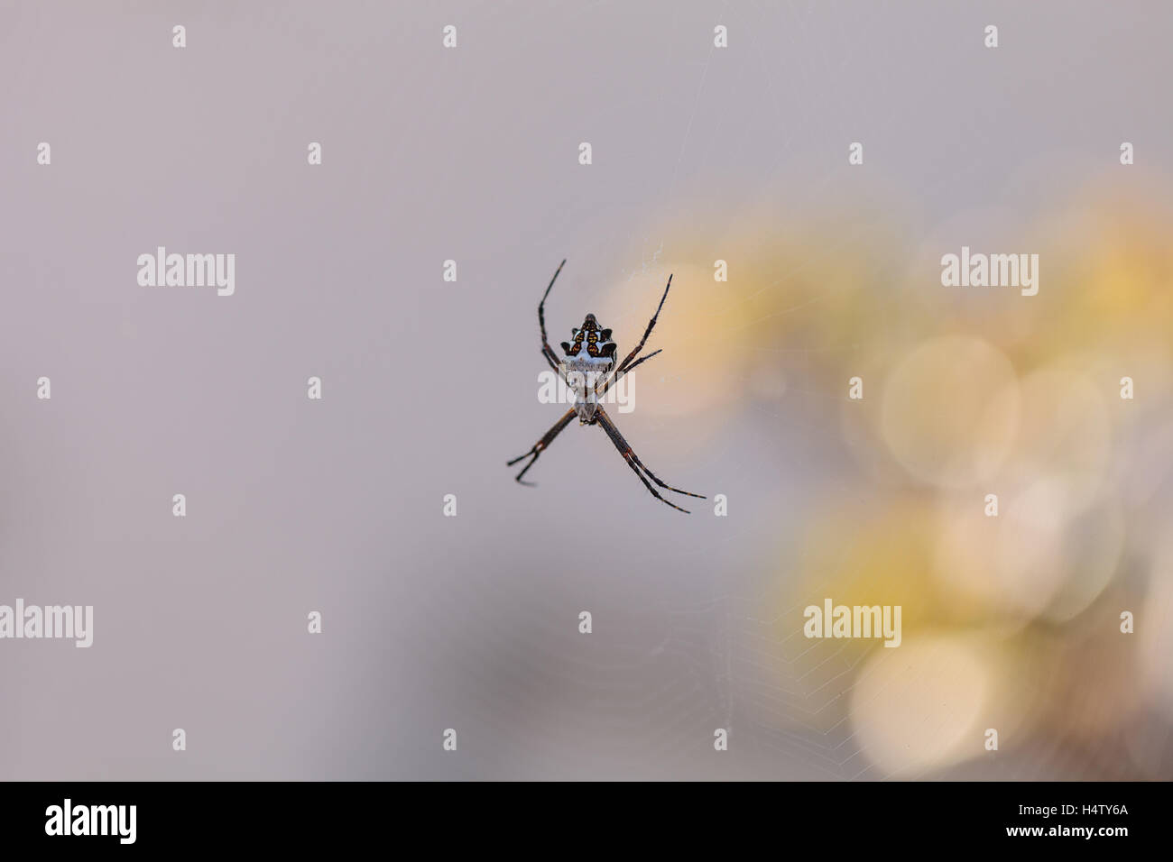Silver argiope spider called an Argiope argentata is an orb weaver ...