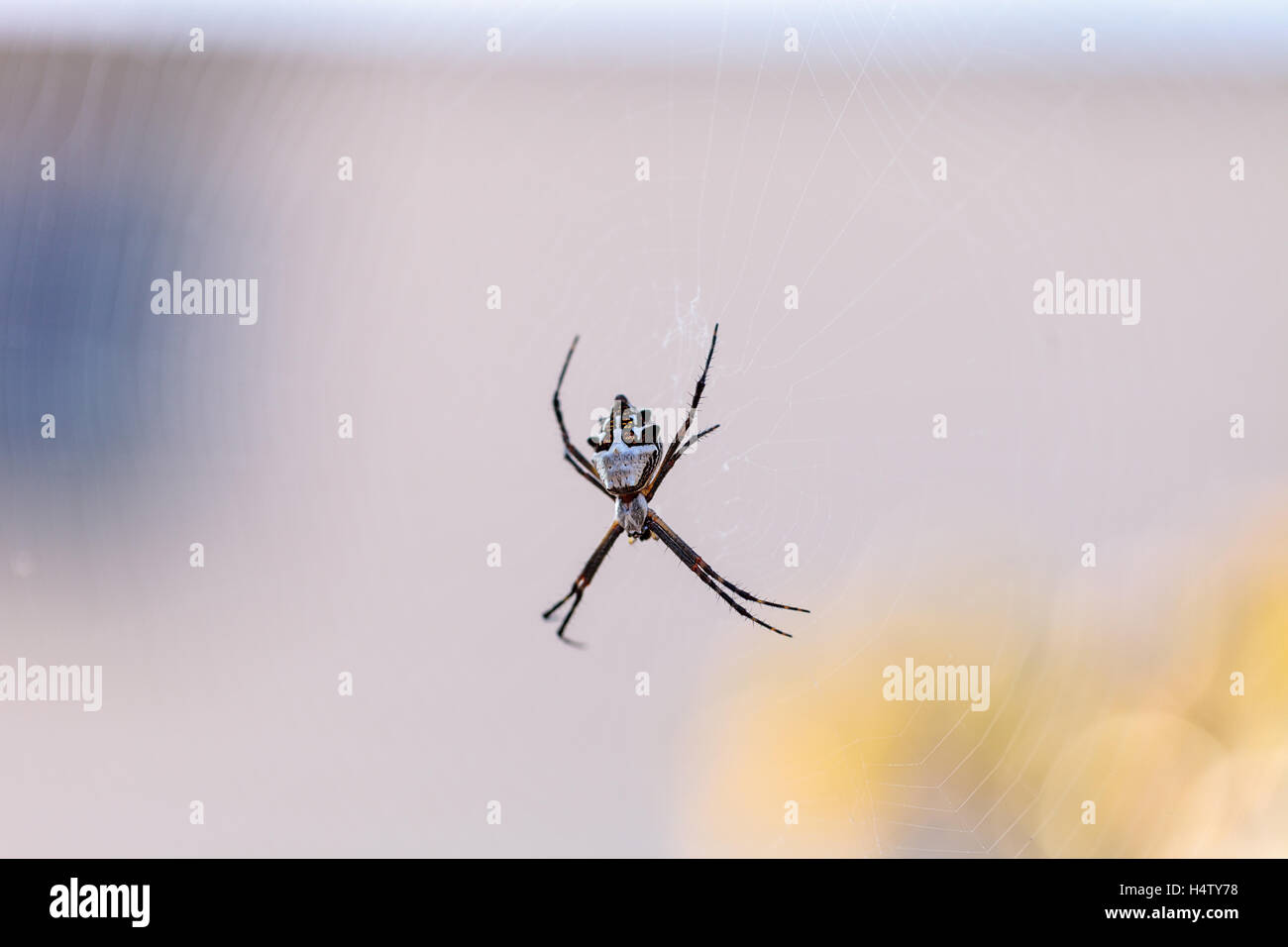 Silver argiope spider called an Argiope argentata is an orb weaver ...