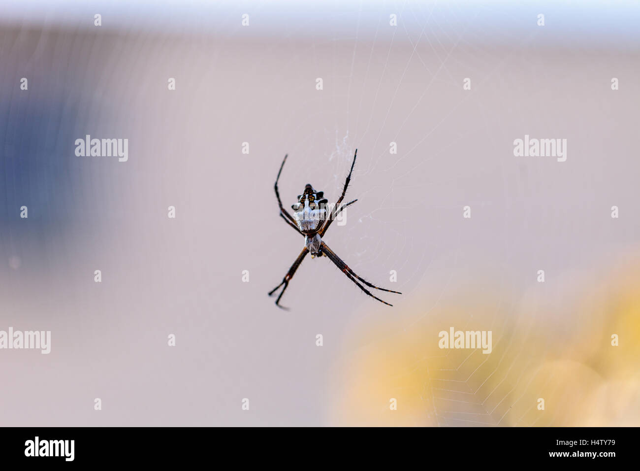 Silver argiope spider called an Argiope argentata is an orb weaver ...