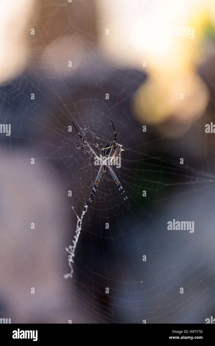 Silver argiope spider called an Argiope argentata is an orb weaver ...