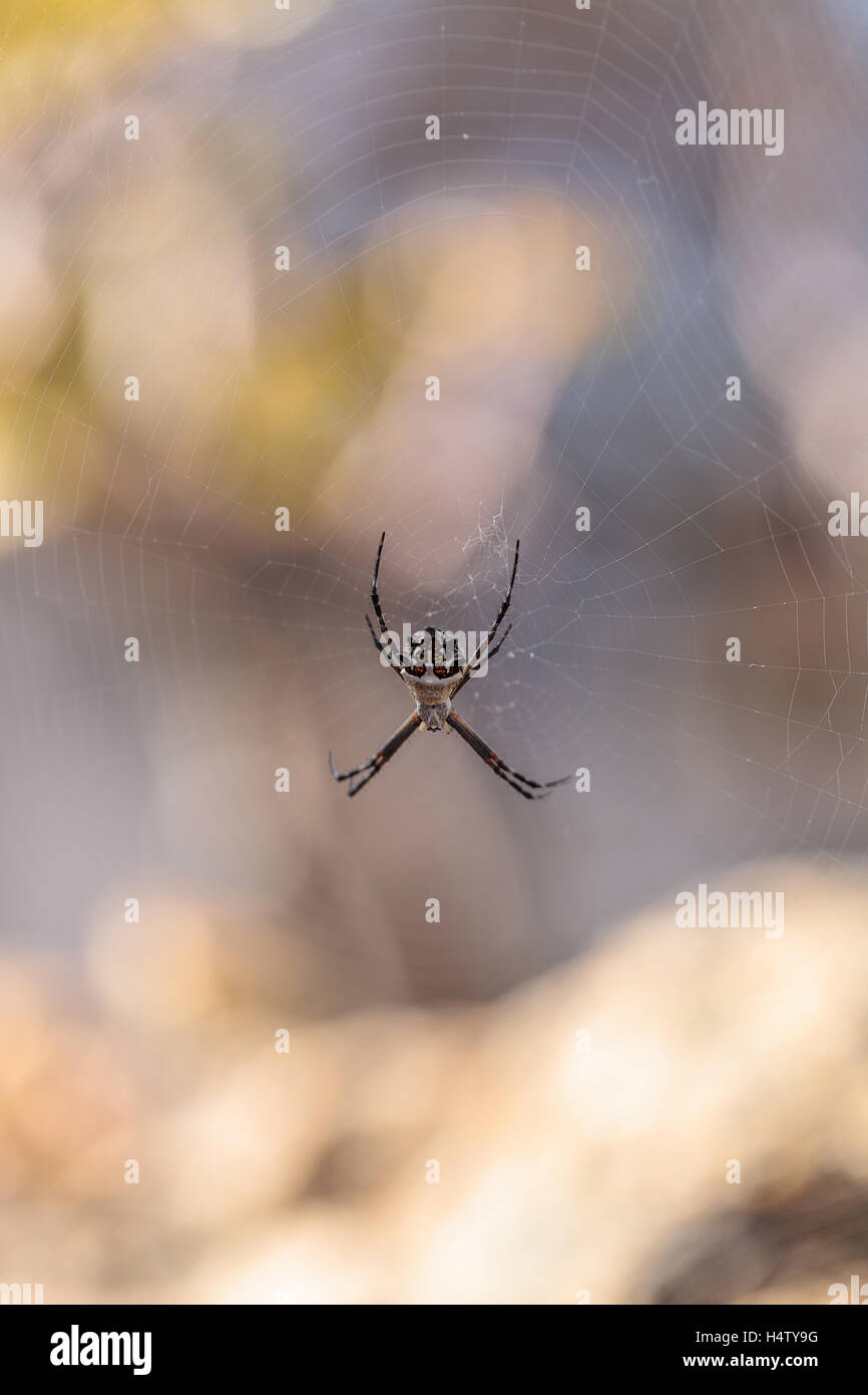 Silver argiope spider called an Argiope argentata is an orb weaver ...