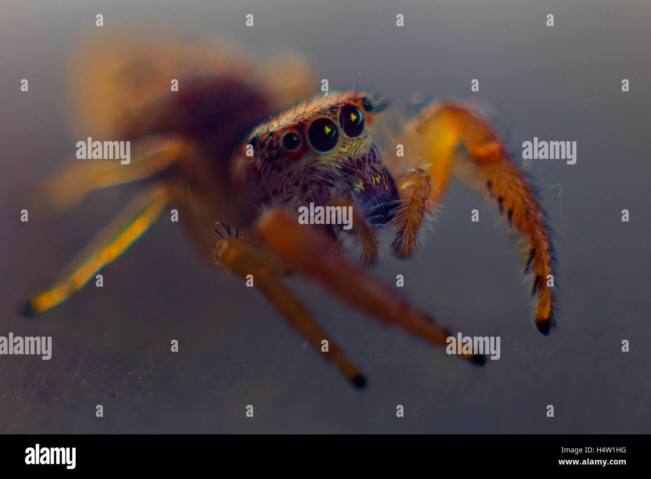 Amber glow hi-res stock photography and images - Alamy