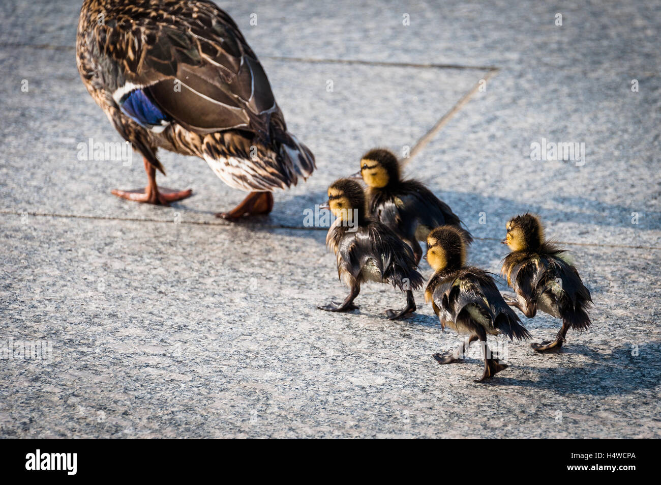 Baby ducks at the National World War II Memorial in Washington, DC ...