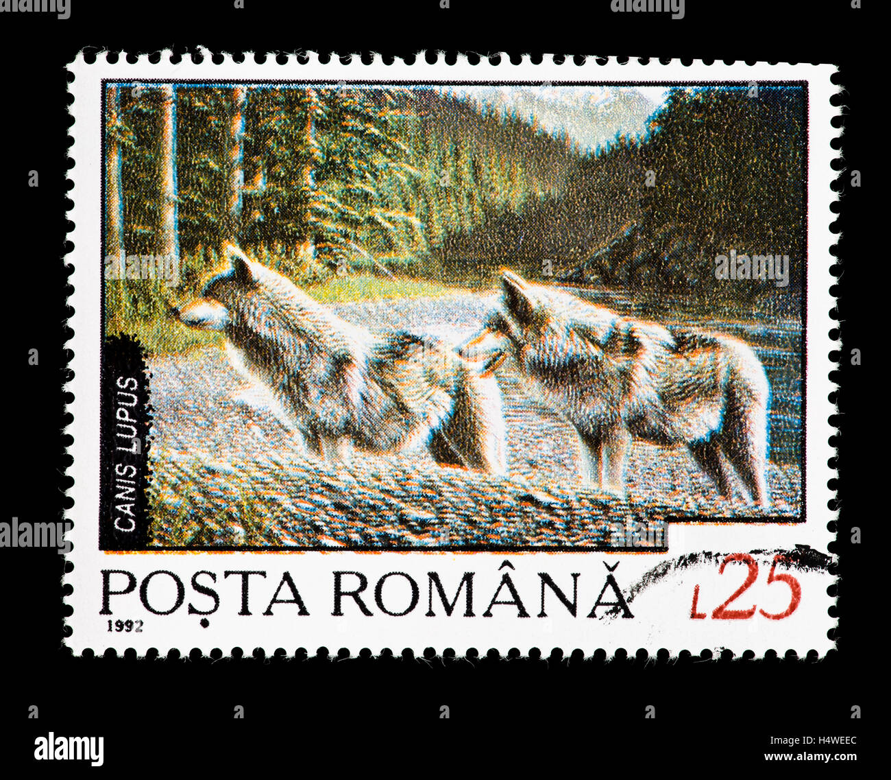 Postage stamp from Romania depicting gray wolves (Canis lupus Stock ...