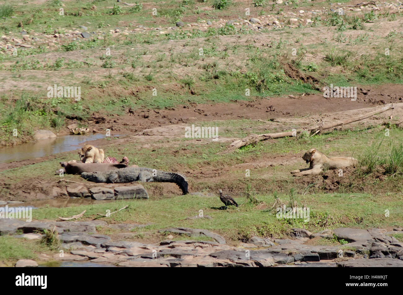 Dead hippo hi-res stock photography and images - Alamy