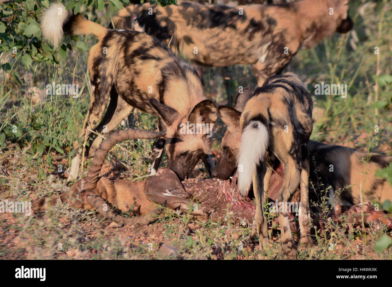 Africa wild dogs at their kill Stock Photo - Alamy