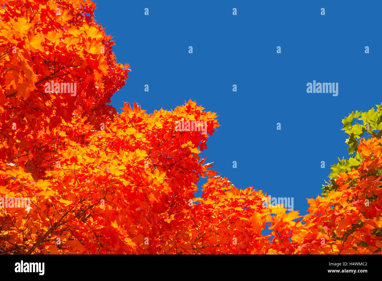 Autumn maple trees with red leaves against pure blue sky in Montreal ...