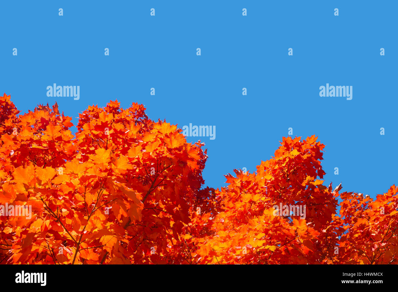 Autumn maple trees with red leaves against pure blue sky in Montreal ...