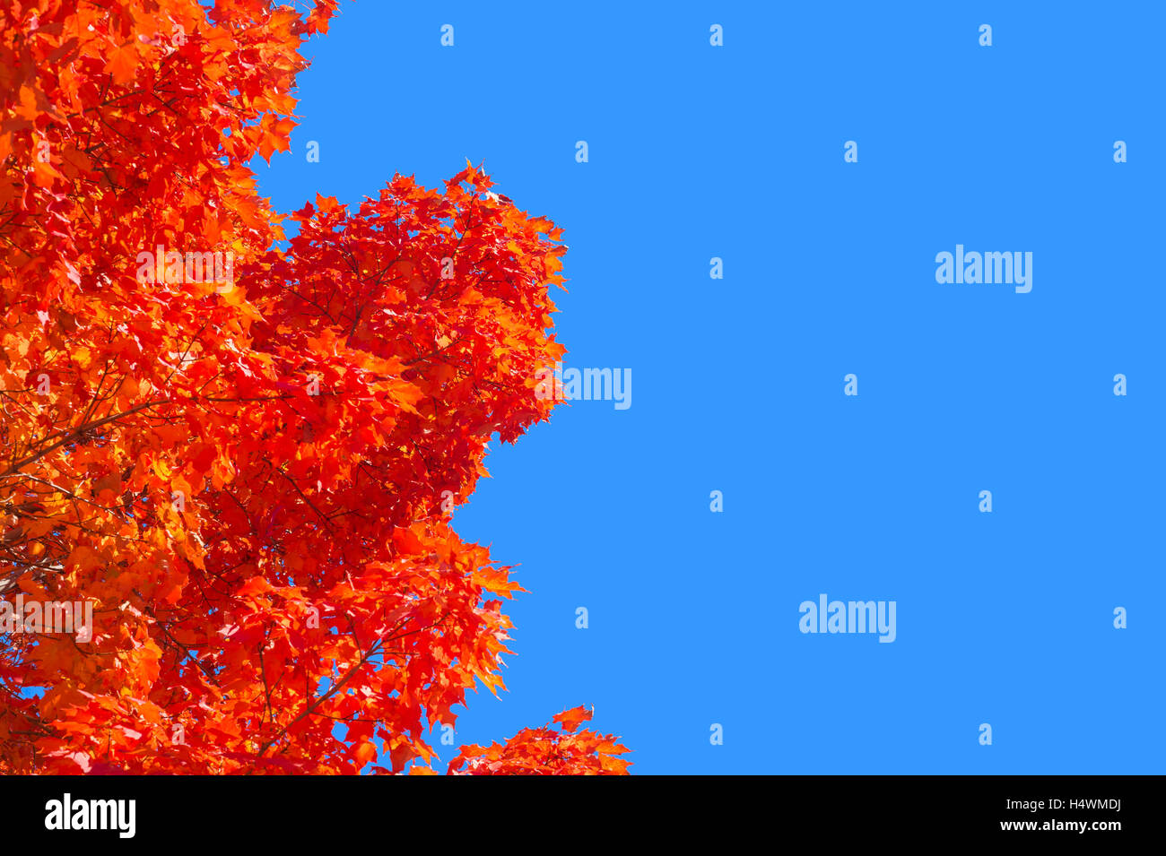Autumn maple trees with red leaves against pure blue sky in Montreal ...