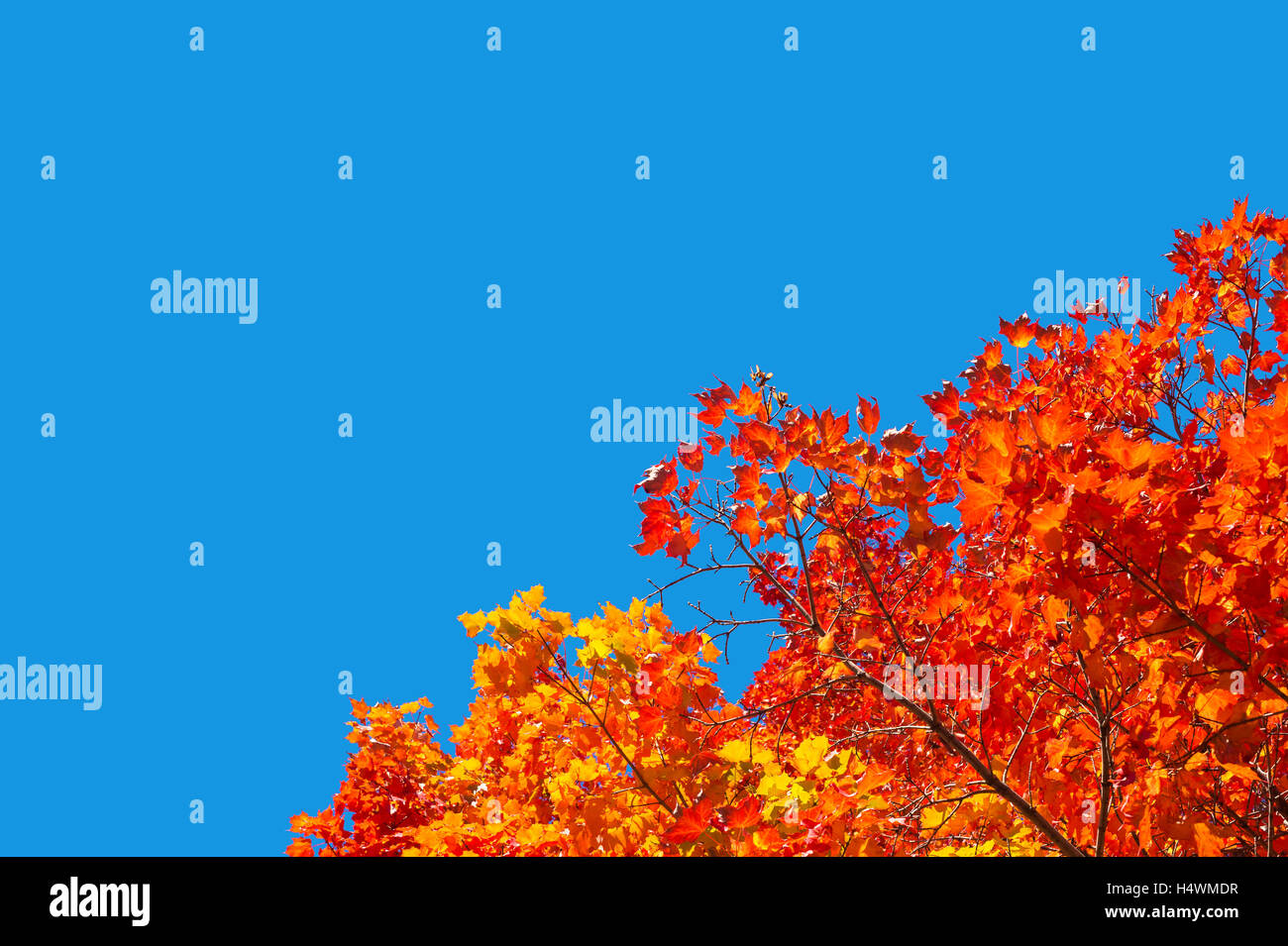 Autumn maple trees with red leaves against pure blue sky in Montreal ...
