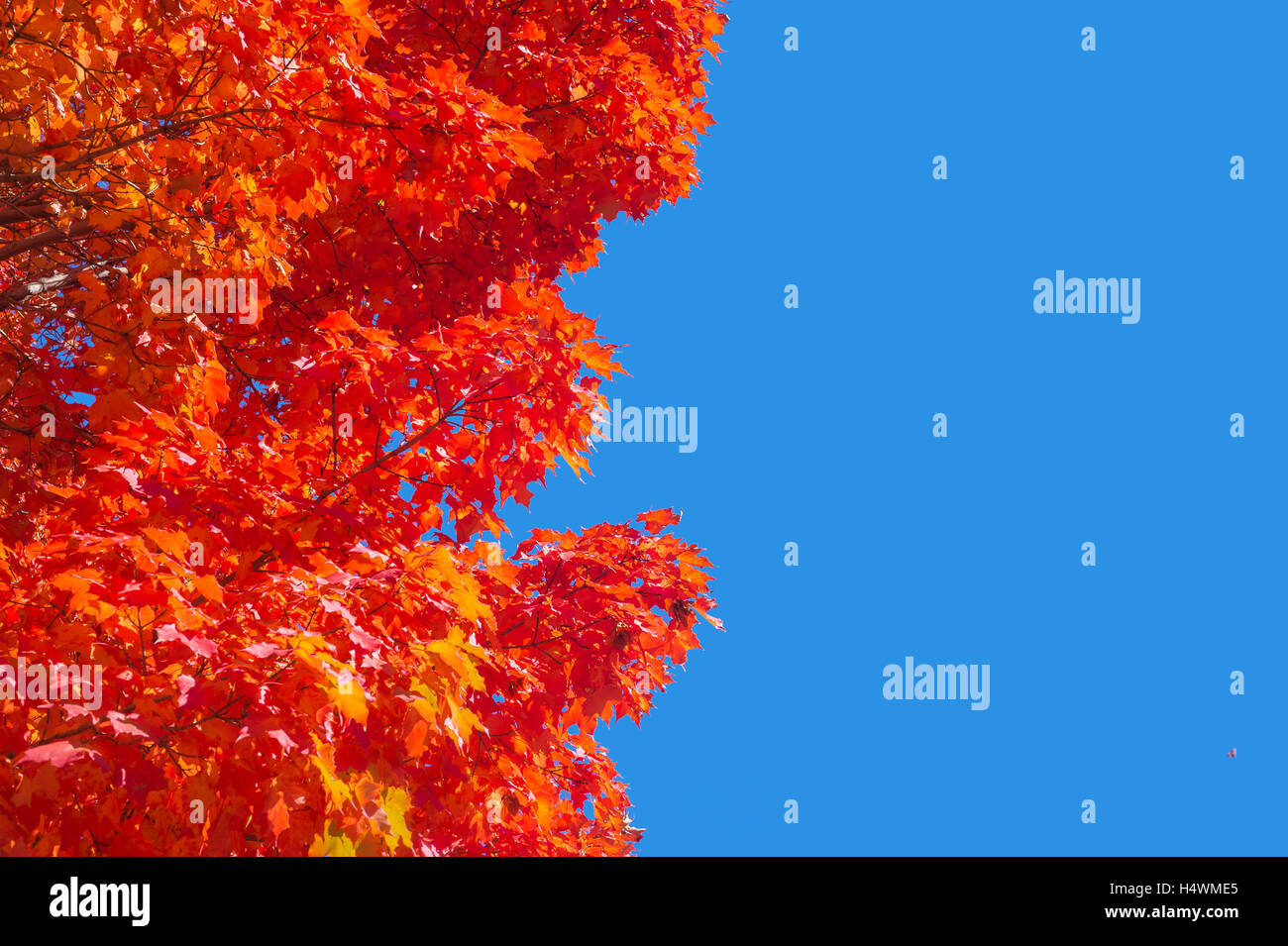 Autumn maple trees with red leaves against pure blue sky in Montreal ...
