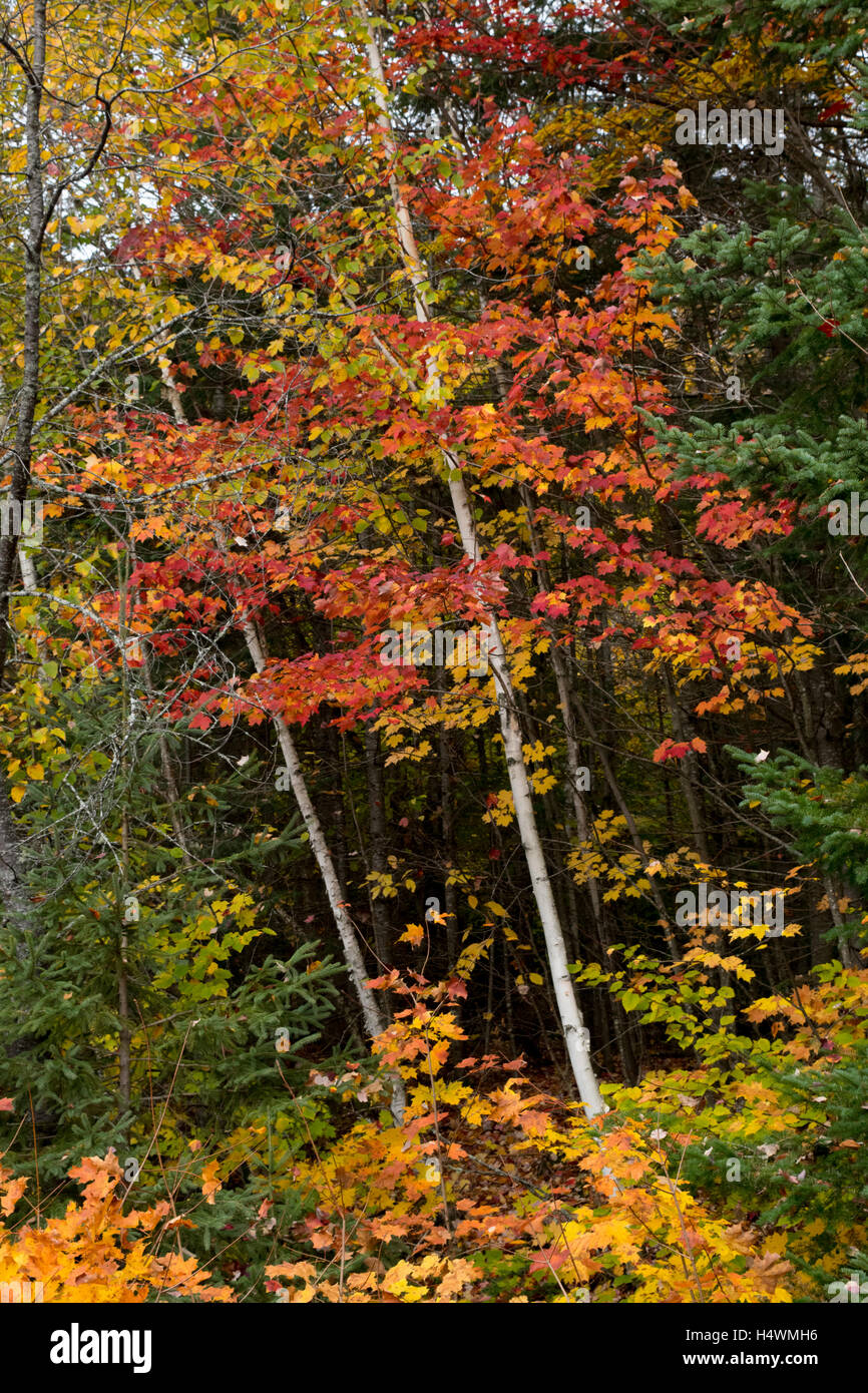 Fall foliage and birch trees Stock Photo - Alamy